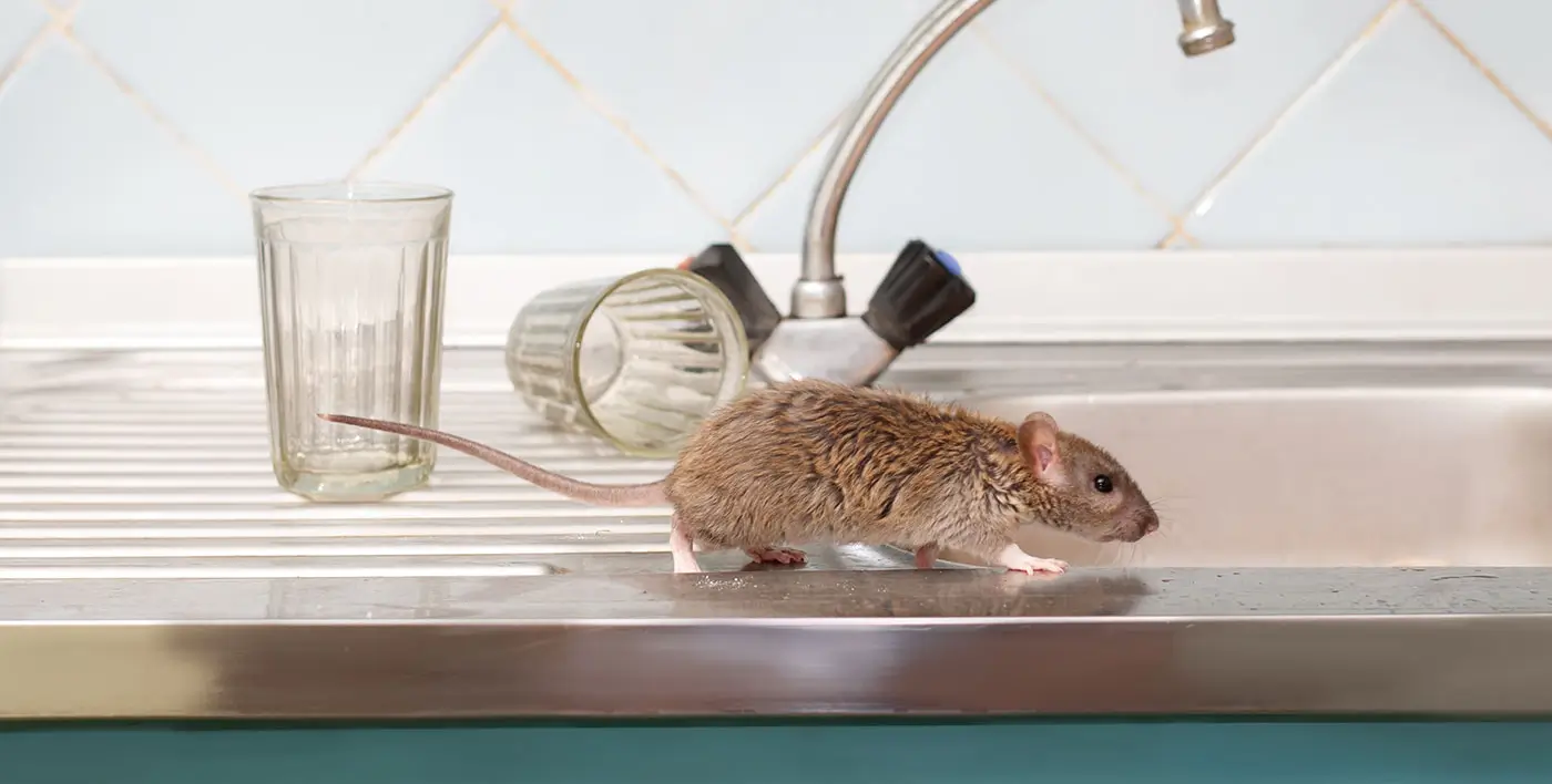 Why Rodents Invade Homes in the Fall | Olson's Pest Technicians