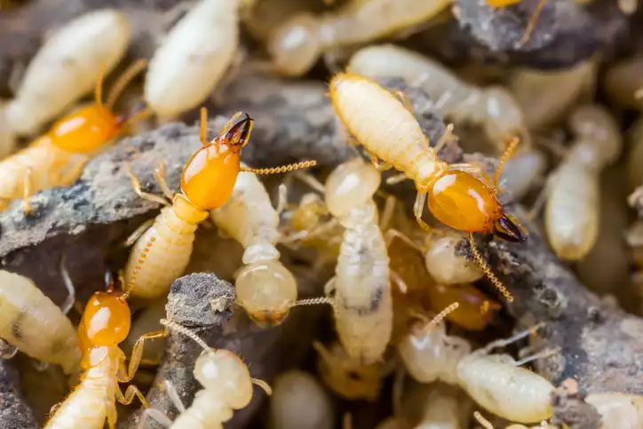 Termites In Sioux Falls: An Instructive Guide To Identification ...